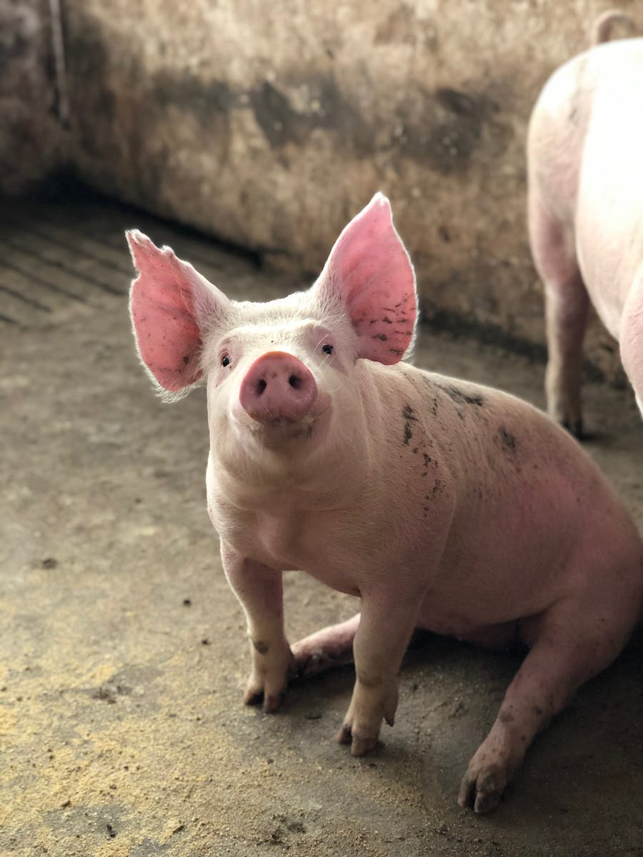 Najważniejsze Cechy Duńskich Warchlaków - FARM Hejła